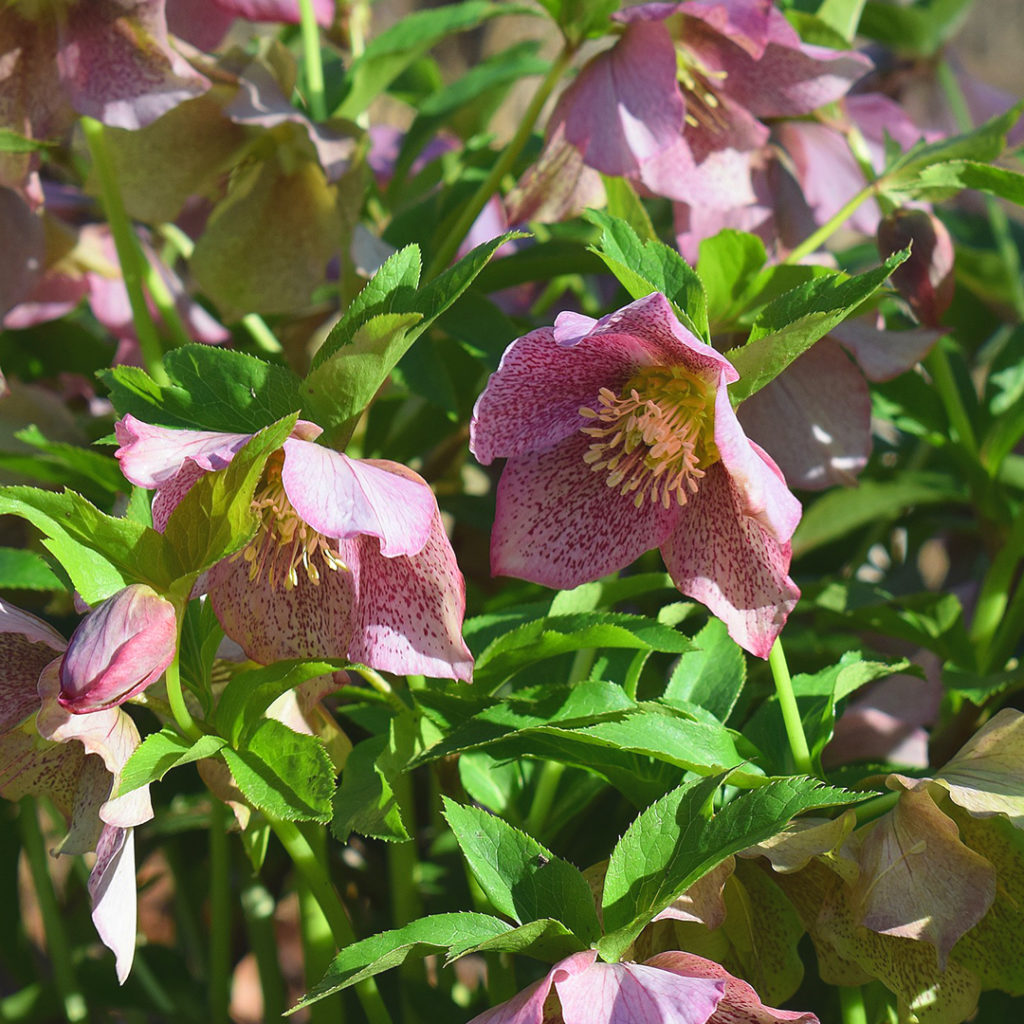 ‘Volunteer Gardener’ February in the Garden: The Lenten Rose ...